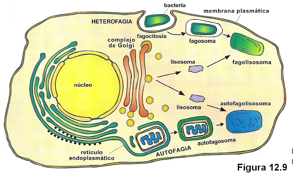 Génesis Pinto. Biología Molecular y Celular: Célula Eucariota ...
