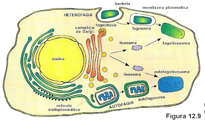 TML: La digestión celular