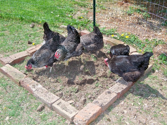 In the Garden With Sow-n-Sow ...: C is for Chickens!
