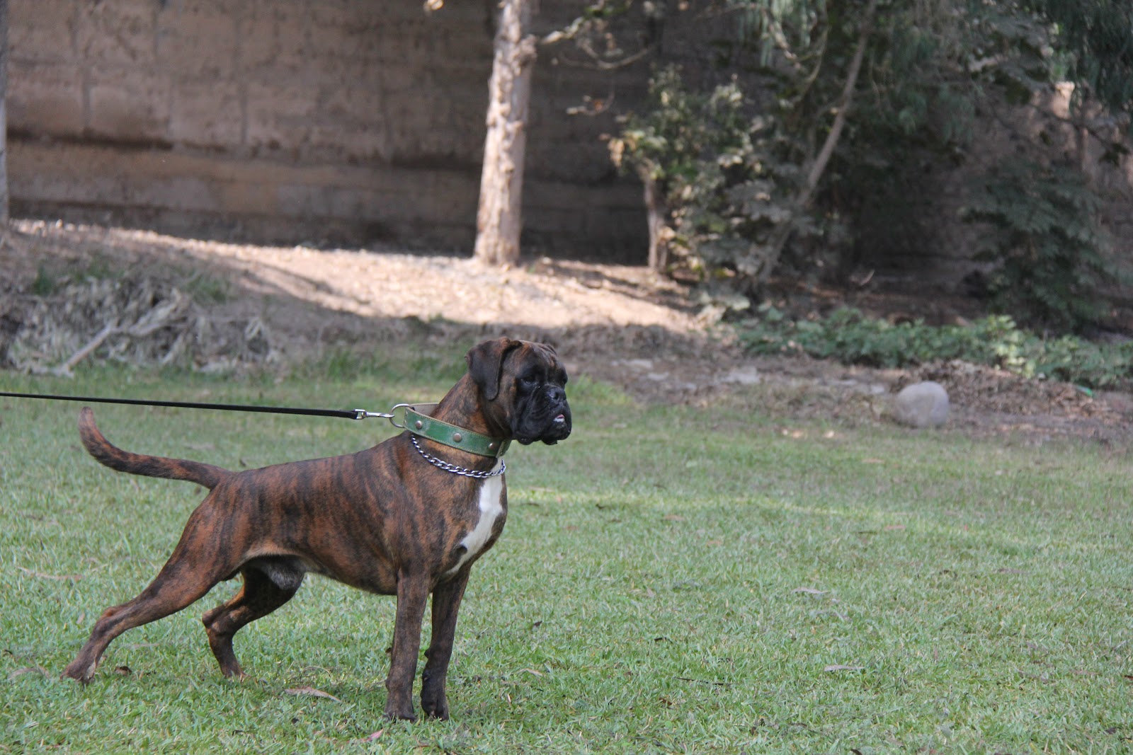 mythos boxers: Machos