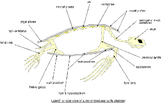 Kemp's Ridley Sea Turtle: External Picture/Labeled
