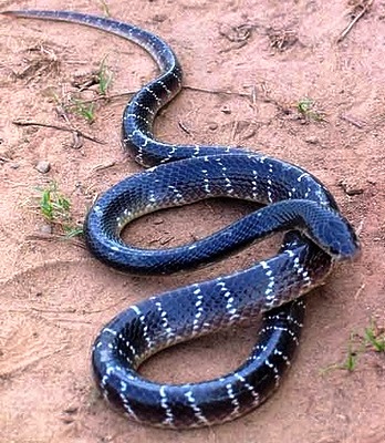 Sunderbani: एक और मौत सांप के काटने की वजह से (One more death due to ...