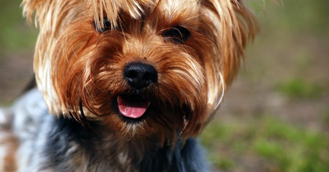 Kaganiec dla yorka | Na psim tropie