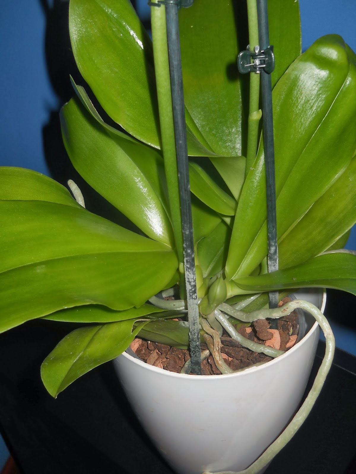 Orchids by Mikaela: Phalaenopsis Sweet Memory ''Liodoro''