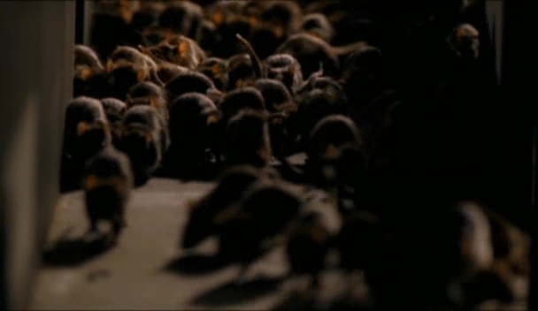 Todo El Terror Del Mundo: Ratas (Ratten - Sie Werden Dich Kriegen ...