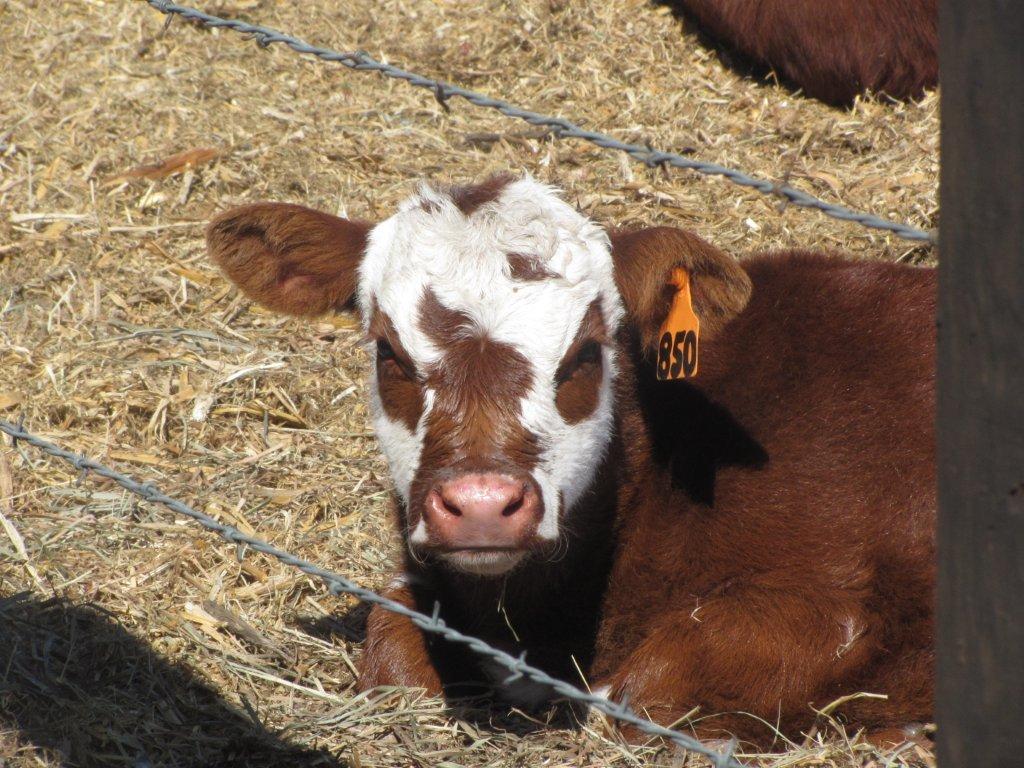 Lautner Farms: From Tony Simons - Heat Wave Bull Calf