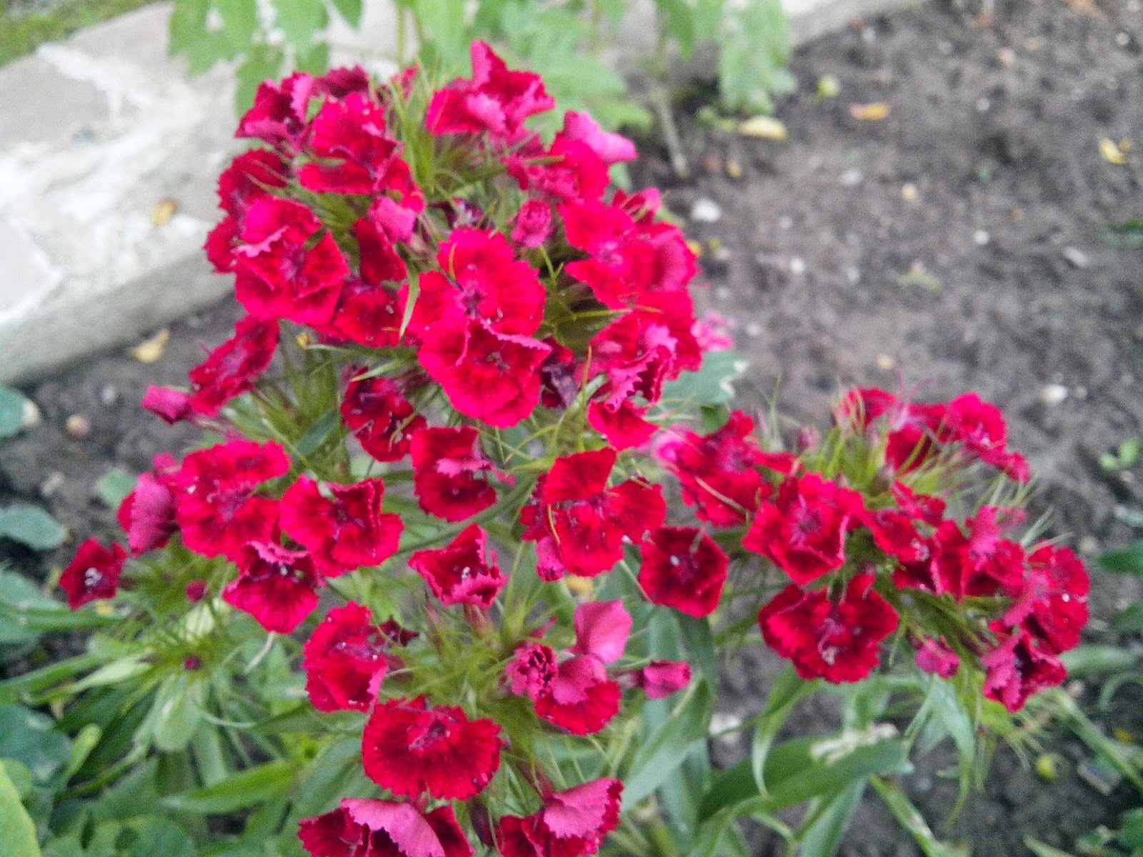 Explorator prin viata: Garofite