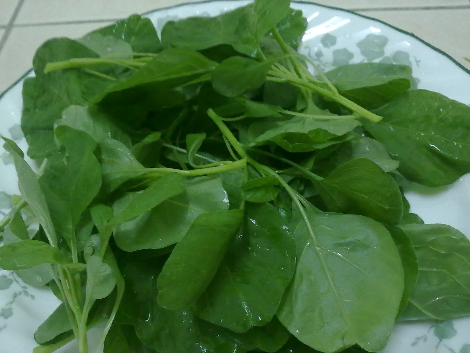 gardening is our passion: Fresh from garden..bayam hijau daun bulat