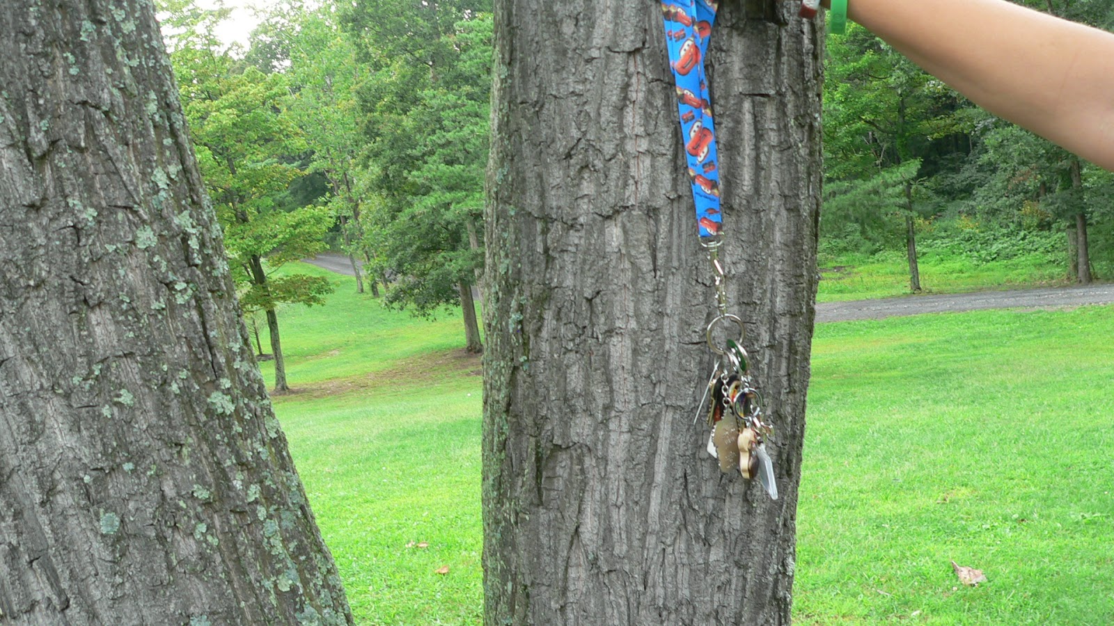 AP Biology Summer ASsignment : Stem-Woody