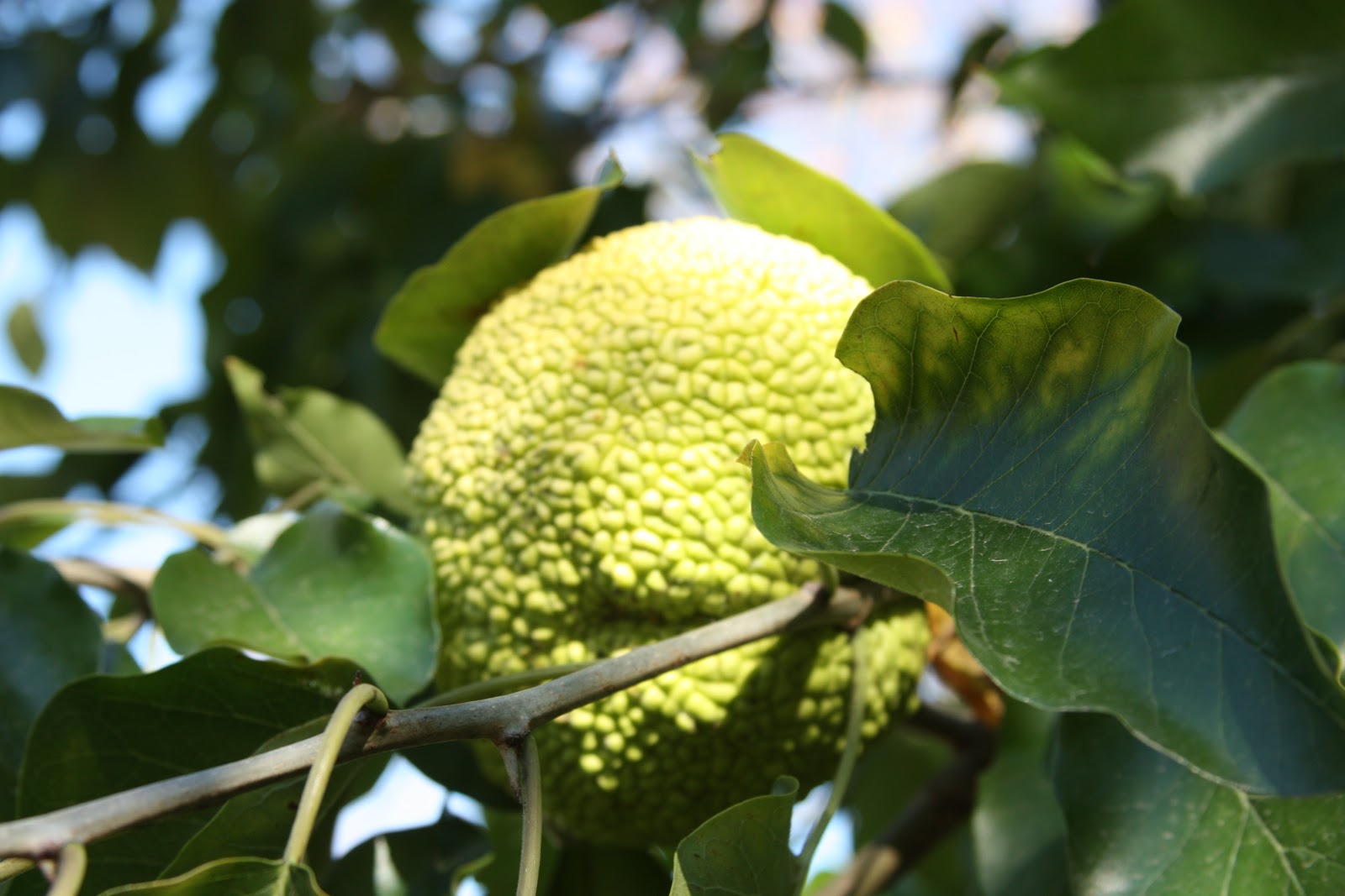 Maclura pomifera tree is Osage Orange, Orange wood, bois-d'arc, bodark ...