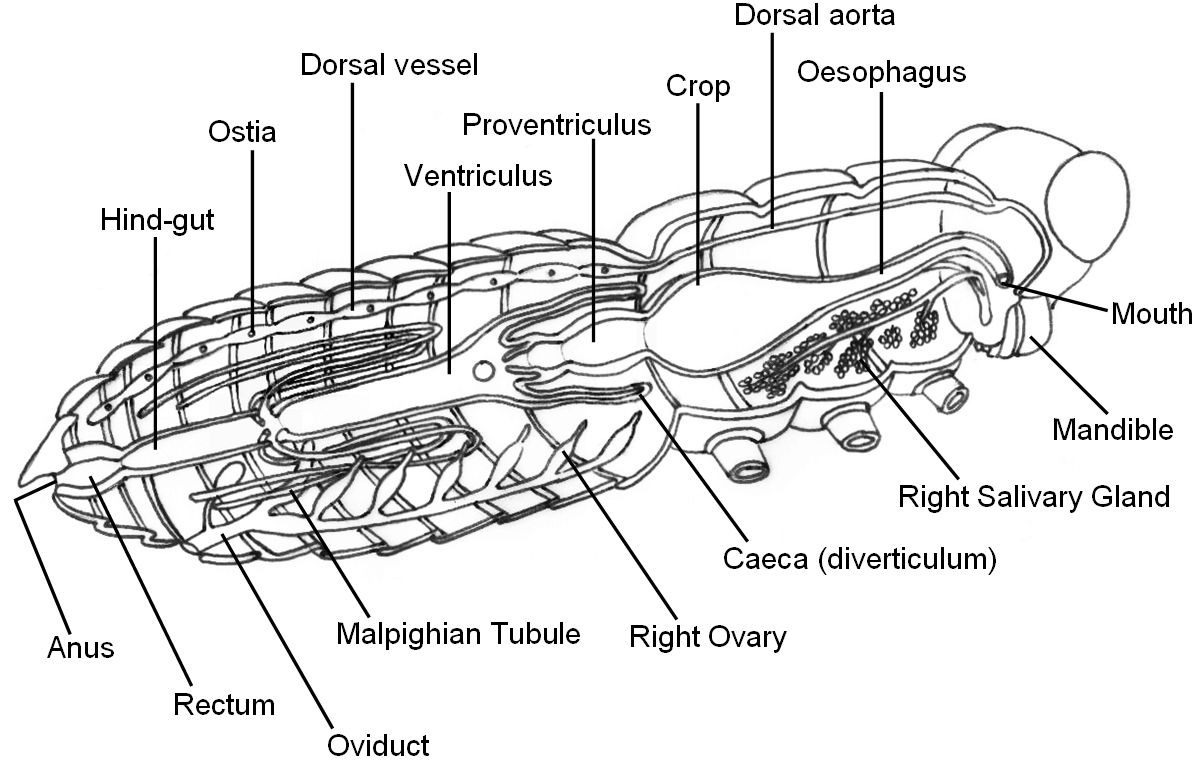 Bio World: COCKROACH