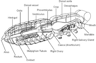 Bio World: COCKROACH