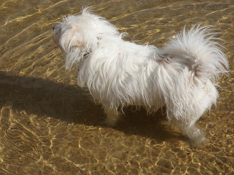 Alice Blue Gown: The Ansett Summer House