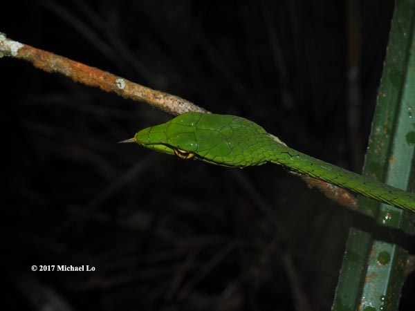 The rainforests of Borneo & Southeast Asia: Sandstone mountain of ...