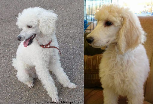 Poodle Haircut: Poodles, one of each color please!