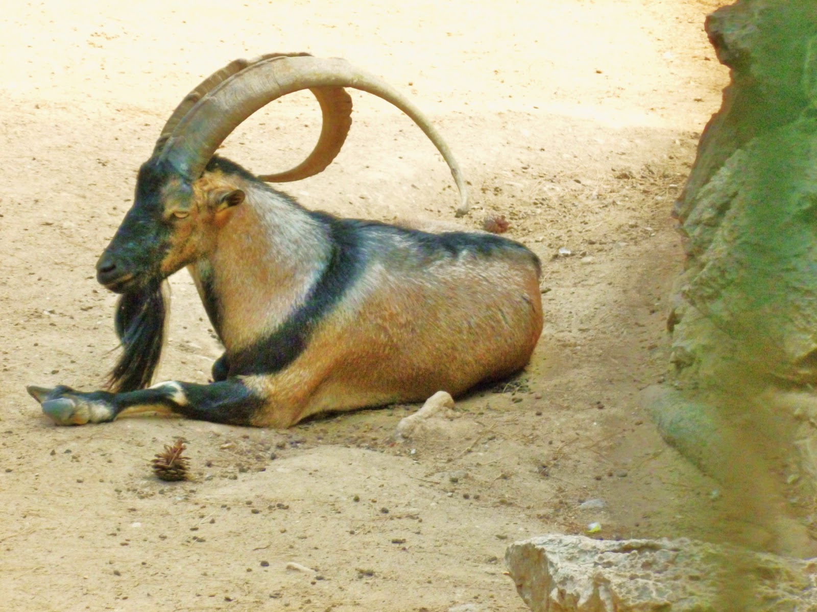 CUT and DRY : Animals in Captivity