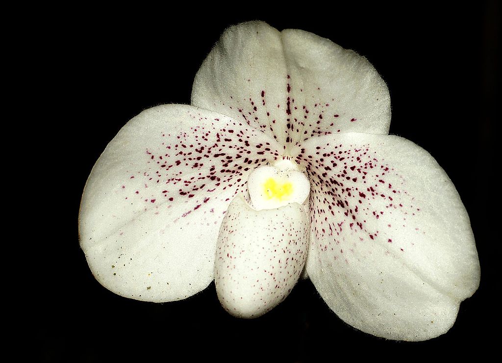 Grow and care Paphiopedilum niveum orchid - The Snow-White ...