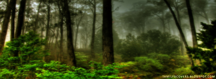 My India FB Covers: Mist in the forest at dusk - Nature FB Cover