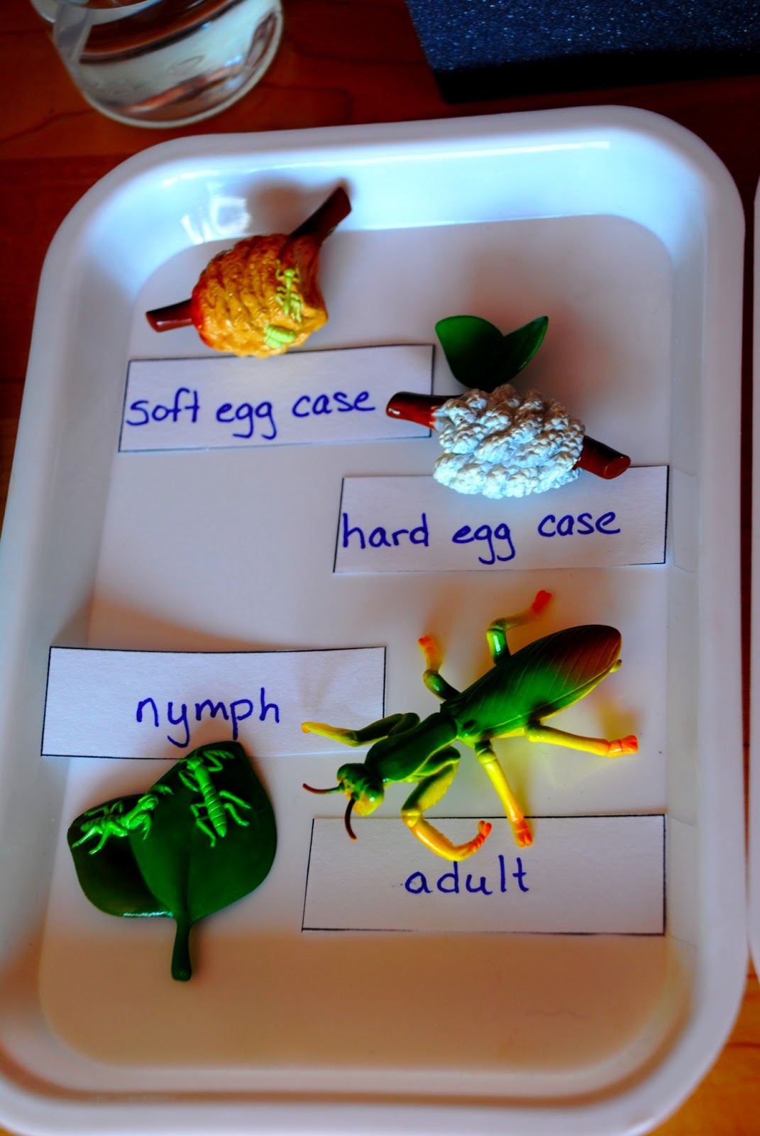 Letting It Rot: Montessori Zoology 3-6 and 6-9 Part 1