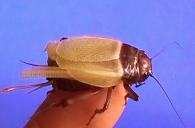 Los grillos: Grillos albinos