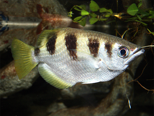 Banded Archer fish (Toxotes jaculatrix) | Malioboro