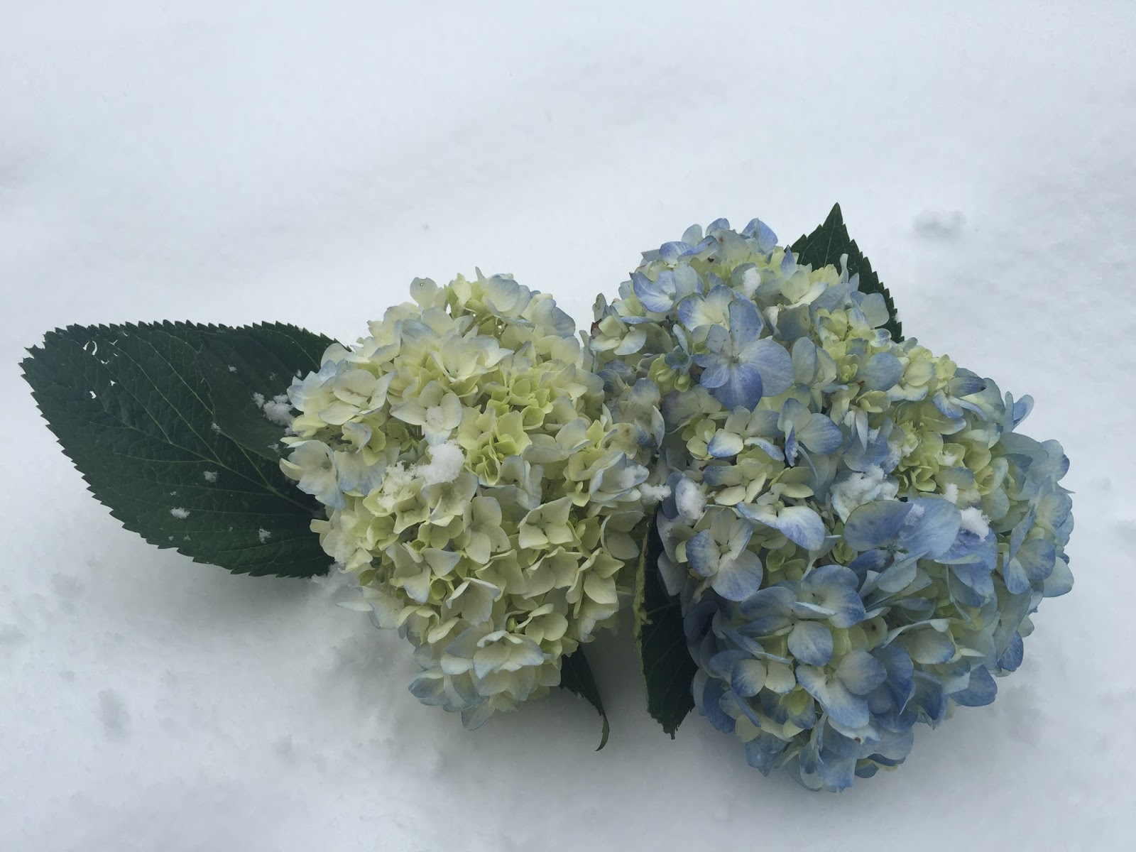 The Enchanted Petal: hydrangea