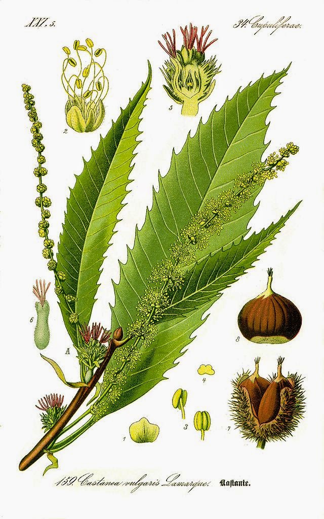 Dr. Luis B. GUERRERO CABRERA: CASTAÑO de INDIAS. AESCULUS HIPPOCASTANUM ...