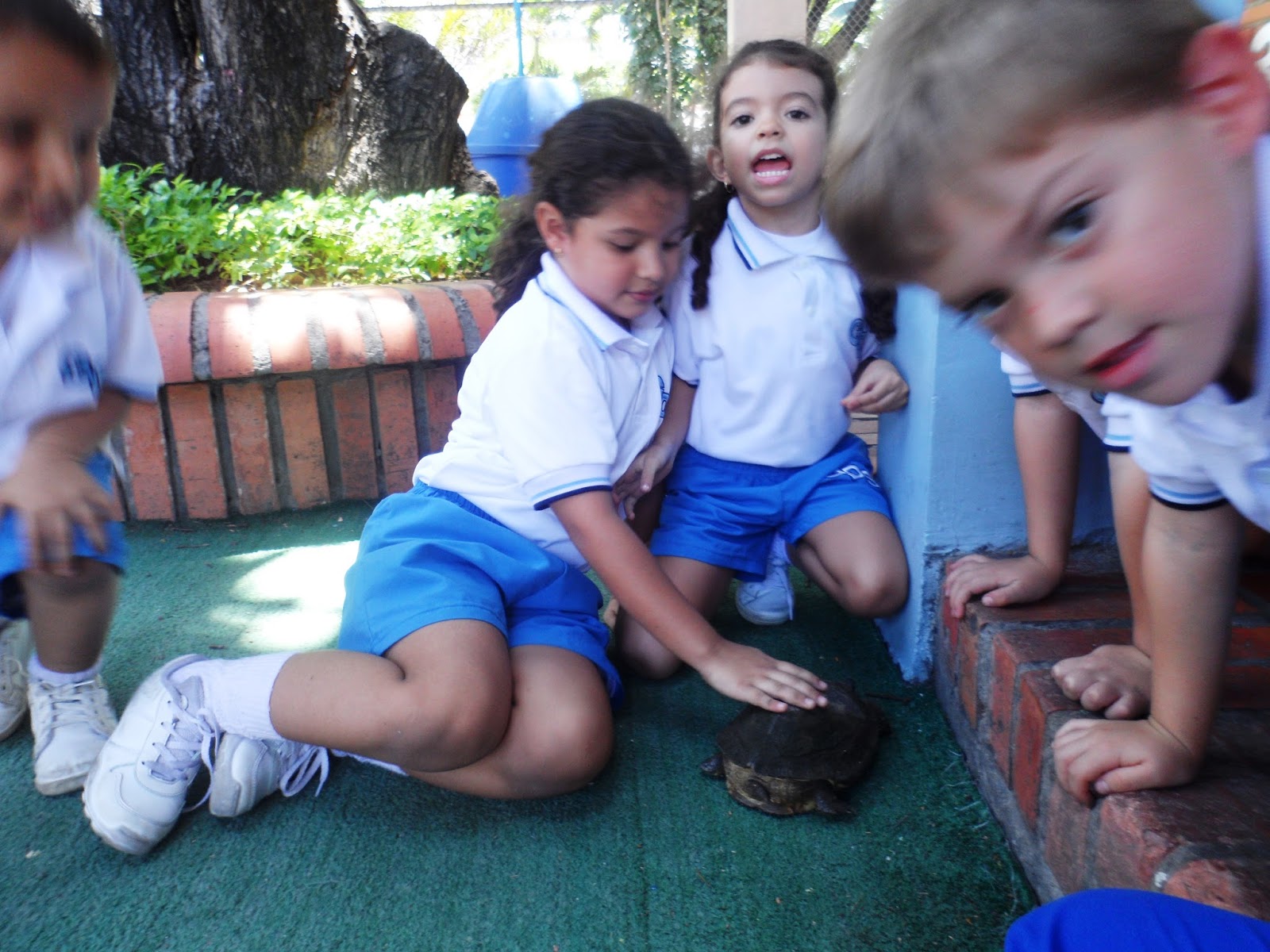 PREESCOLAR GDS: ANIMALES CON CAPARAZÓN