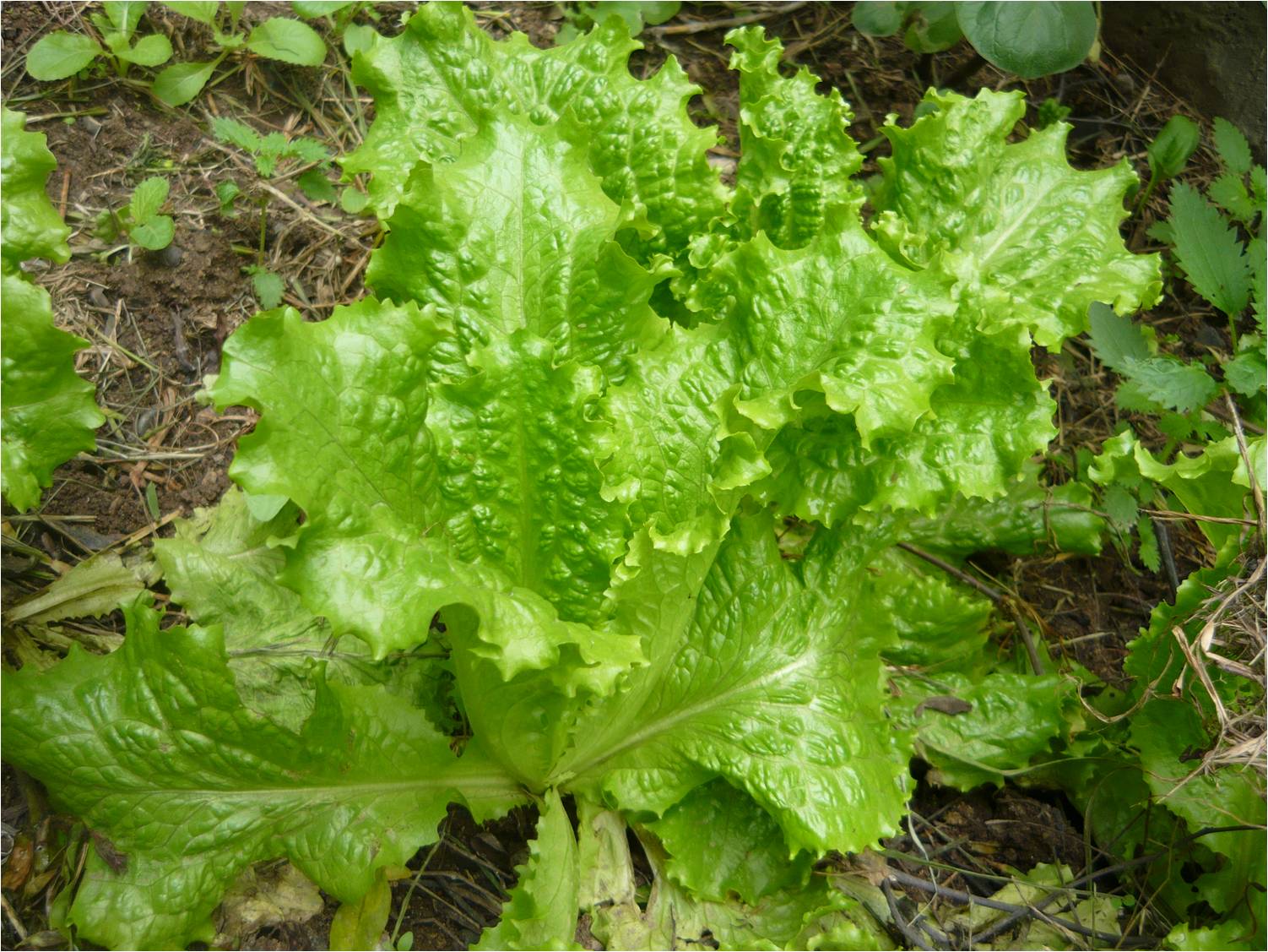 ALTERNATIVA ECOLÓGICA: CULTIVO DE LECHUGA