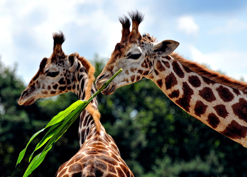 Gambar Jerapah: Kumpulan Gambar Jerapah Update