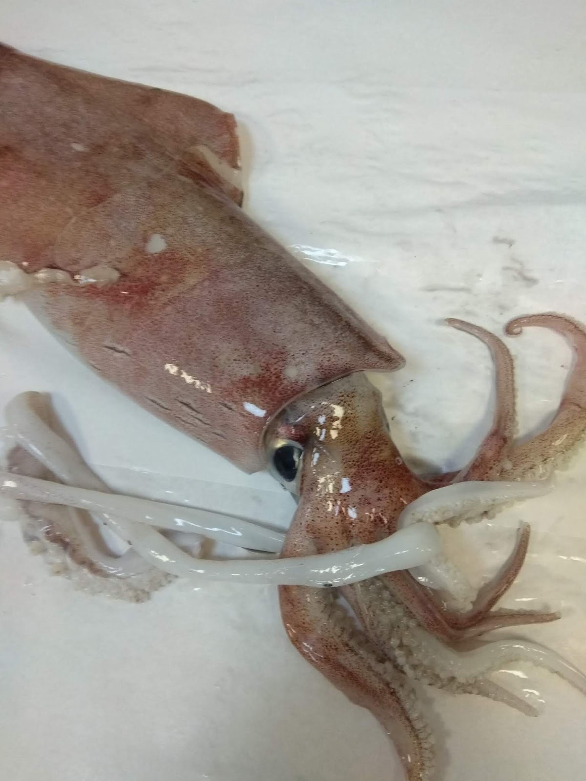 PEIXOS MARISCOS: EL CALAMAR EUROPEU