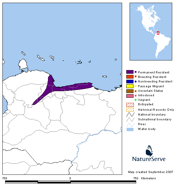 Laberinto en extinción: Polluela venezolana (Laterallus levraudi)