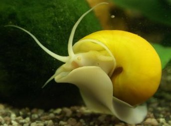 Acvaristica: Melcii de acvariu