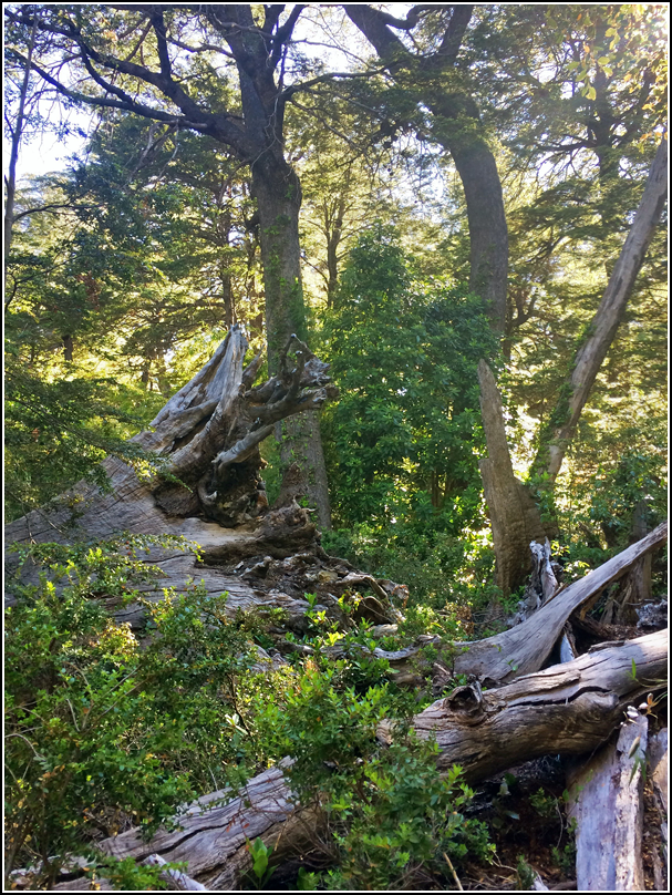 Explorations of an Ecologist: Journey to the Southern Cone: Part 6 ...