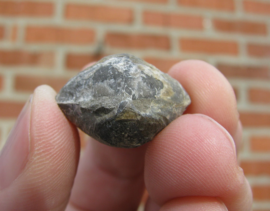 Views of the Mahantango: Meristina brachiopod from the Keyser limestone