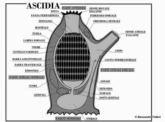 HSC BIOLOGY BY PROFESSOR MIZANURRAHMAN: June 2014