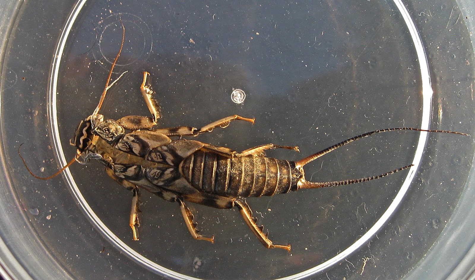 Aquatic Insects of Central Virginia: The Pupae of Diptera (true flies ...