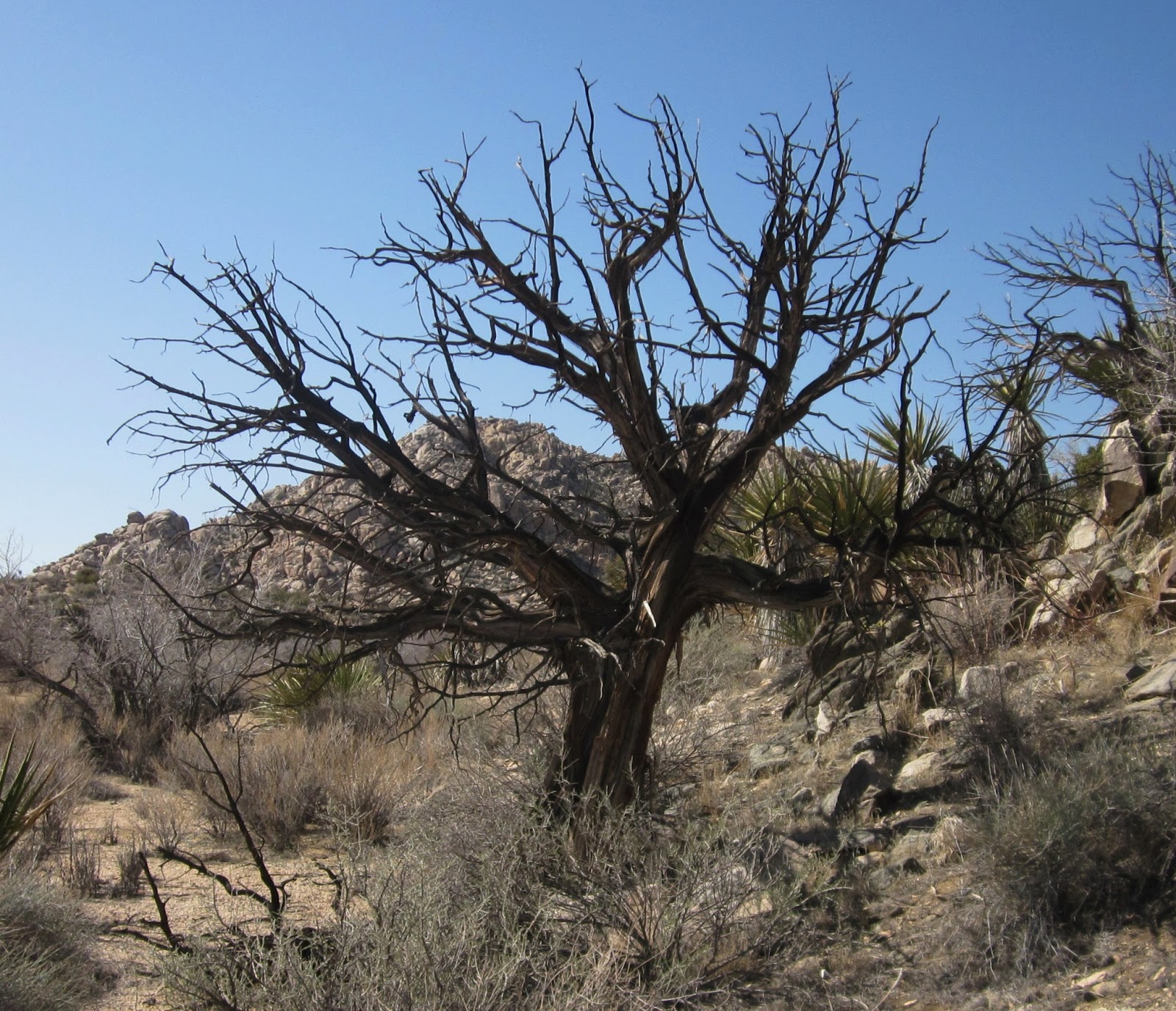 Smoky Scout's Hiking Adventures: Joshua Tree NP - North View & Maze ...