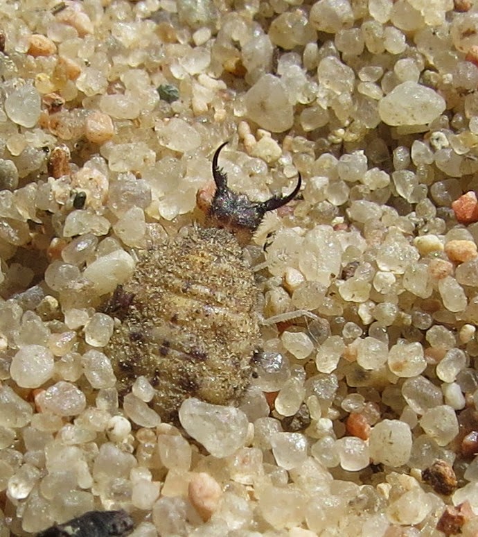 Bug Eric: "Doodlebugs" (Antlions)