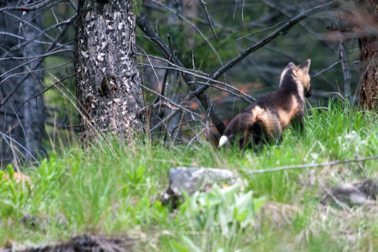 Chasing the Light: Red Fox - Coat Color Variant