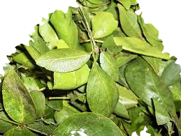 Hindu Spirit | Path to wisdom: Significance of Bilva leaves