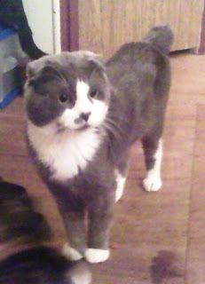 Mengenal Kucing Puppykat, kucing dengan 3 mutasi | Kucing gue