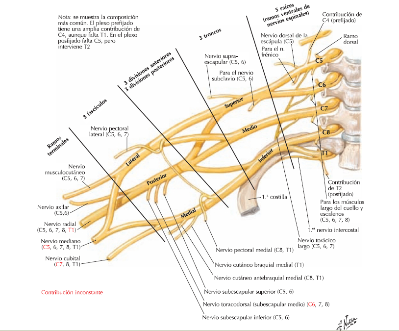 ORTOPEDIA - TERAPIA OCUPACIONAL - UDES: Lesiones Nerviosas y ...