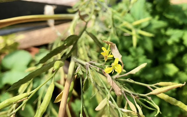 How To Harvest Mustard Seeds