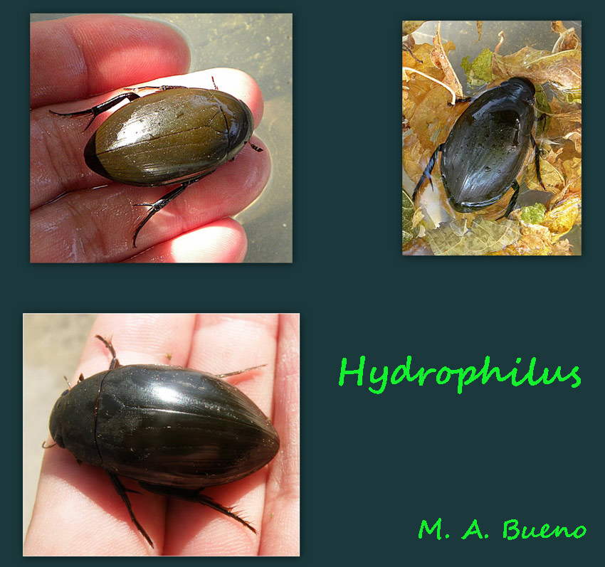 FOTO NATURA HUESCA 2: COLEÓPTEROS ACUÁTICOS Hydrophilus Étienne Louis ...