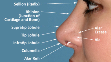 邱筱茹醫師: 鼻部表面解剖