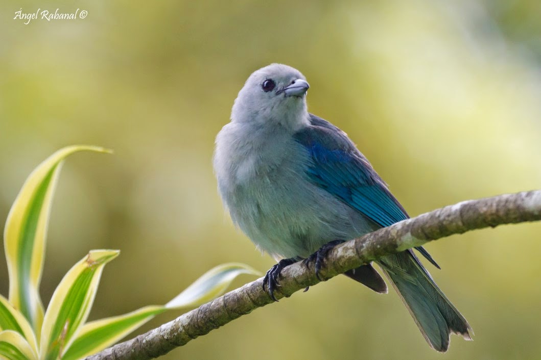 Calamones de la isla: Costa Rica 3ª parte (plumas)