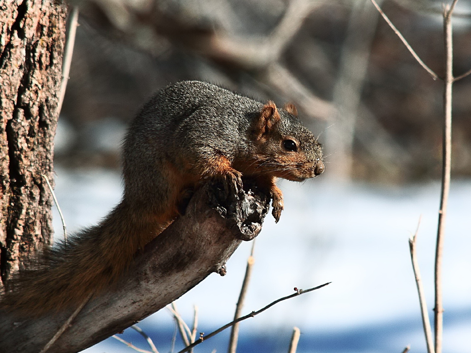 Fotos de ardillas comiendo en bosques