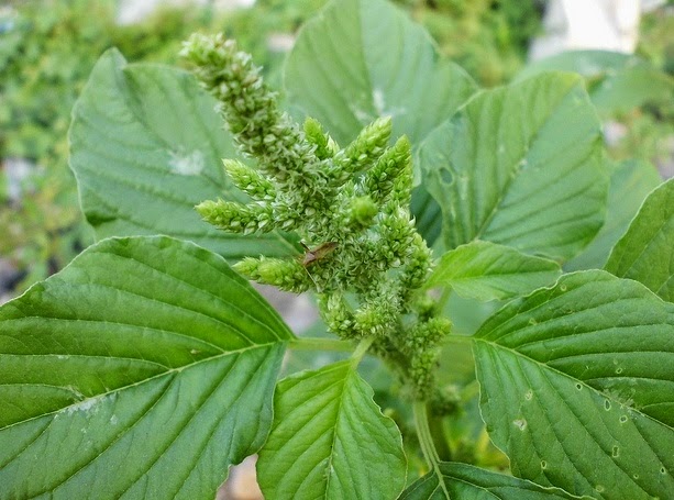 Inilah Gambar Tanaman Bayam Duri Terbaik - Informasi Seputar Tanaman Hias