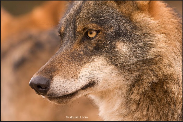 Departamento de Biología IES Laguna de Tollón: febrero 2014